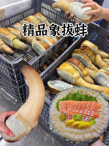 象拔蚌多少钱一斤_象拔蚌图片价格参考-第1张图片-山城妙识 象拔蚌多少钱一斤_象拔蚌图片价格参考-第1张图片-山城妙识