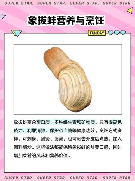 象拔蚌多少钱一斤_象拔蚌图片价格参考-第3张图片-山城妙识 象拔蚌多少钱一斤_象拔蚌图片价格参考-第3张图片-山城妙识