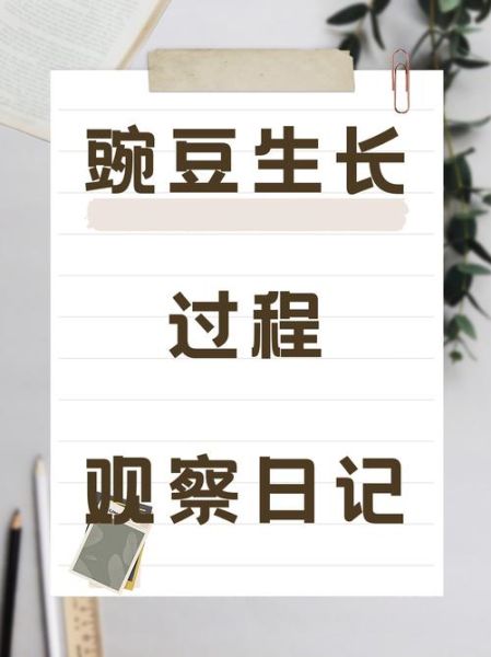 豌豆苗怎么种_豌豆苗种植方法步骤-第1张图片-山城妙识