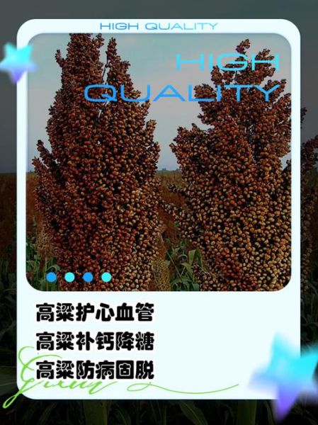 高粱的功效与作用禁忌_高粱哪些人不能吃-第3张图片-山城妙识 高粱的功效与作用禁忌_高粱哪些人不能吃-第3张图片-山城妙识