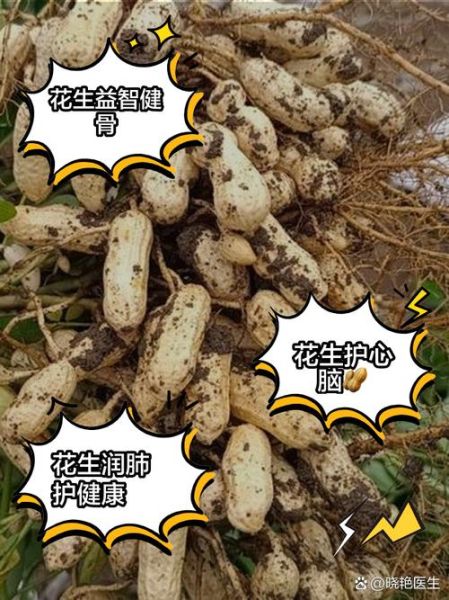吃生花生的功效与作用_生花生一天吃多少合适-第2张图片-山城妙识