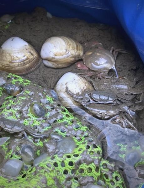 黄泥螺怎么保存_黄泥螺图片长什么样-第1张图片-山城妙识