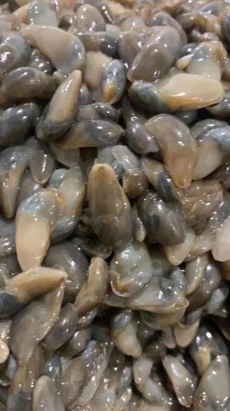 黄泥螺怎么保存_黄泥螺图片长什么样-第2张图片-山城妙识