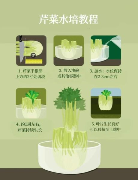 芹菜怎么种_芹菜种植技术和管理-第1张图片-山城妙识