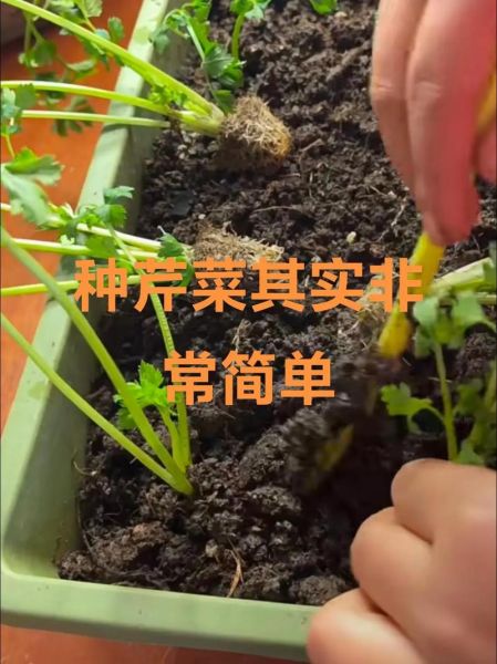 芹菜怎么种_芹菜种植技术和管理-第2张图片-山城妙识