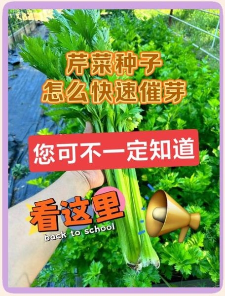 芹菜怎么种_芹菜种植技术和管理-第3张图片-山城妙识
