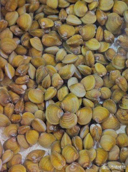 蚬子肉里面的黑东西是什么_能不能吃-第2张图片-山城妙识 蚬子肉里面的黑东西是什么_能不能吃-第2张图片-山城妙识