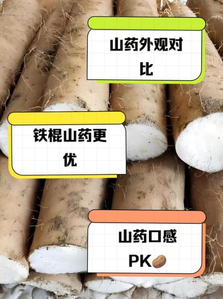 菜山药的营养价值_菜山药的功效与作用-第1张图片-山城妙识 菜山药的营养价值_菜山药的功效与作用-第1张图片-山城妙识