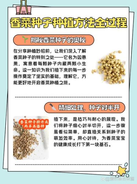 香菜怎么种_香菜种植步骤-第1张图片-山城妙识 香菜怎么种_香菜种植步骤-第1张图片-山城妙识