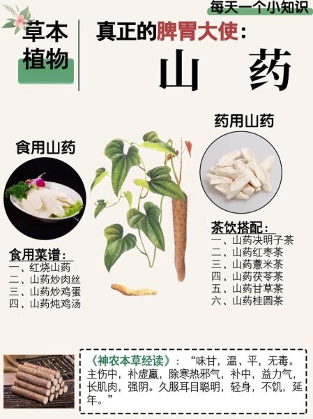菜山药的营养价值_菜山药的功效与作用-第2张图片-山城妙识 菜山药的营养价值_菜山药的功效与作用-第2张图片-山城妙识