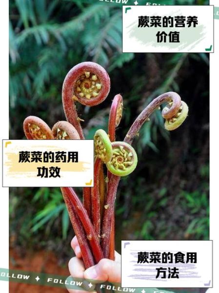 蕨菜致癌吗_蕨菜抗癌是真的吗-第1张图片-山城妙识