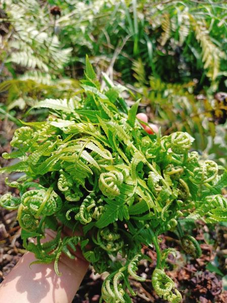 蕨菜致癌吗_蕨菜抗癌是真的吗-第3张图片-山城妙识