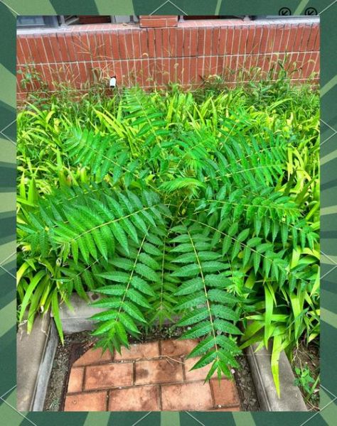 臭椿树根能治什么病_臭椿树根怎么用-第1张图片-山城妙识 臭椿树根能治什么病_臭椿树根怎么用-第1张图片-山城妙识