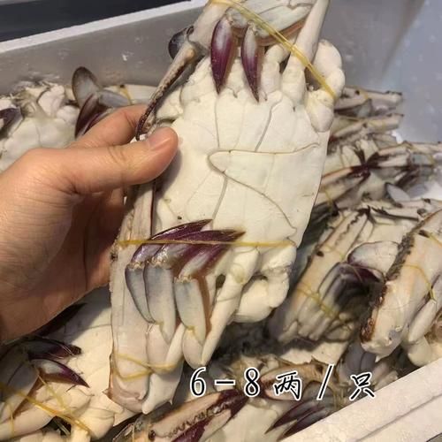 舟山梭子蟹价格多少钱一斤_舟山梭子蟹价格走势-第3张图片-山城妙识 舟山梭子蟹价格多少钱一斤_舟山梭子蟹价格走势-第3张图片-山城妙识