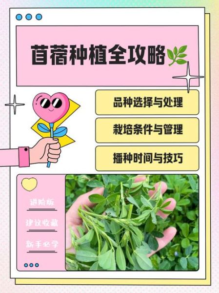 苜蓿什么时候种最好_苜蓿种植技术要点-第1张图片-山城妙识