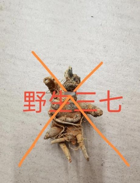 野三七长什么样_野三七和三七区别-第1张图片-山城妙识