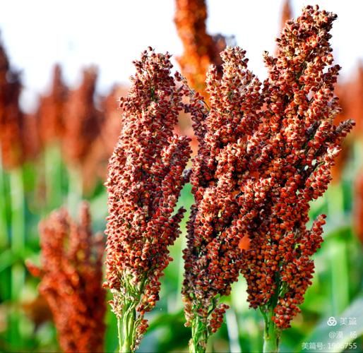 高粱红了_什么时候成熟-第2张图片-山城妙识