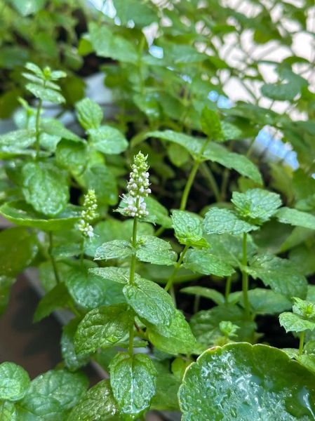 薄荷图片长什么样_如何辨别真假薄荷-第3张图片-山城妙识 薄荷图片长什么样_如何辨别真假薄荷-第3张图片-山城妙识