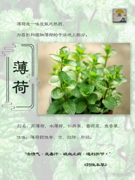 薄荷图片长什么样_如何辨别真假薄荷-第2张图片-山城妙识 薄荷图片长什么样_如何辨别真假薄荷-第2张图片-山城妙识