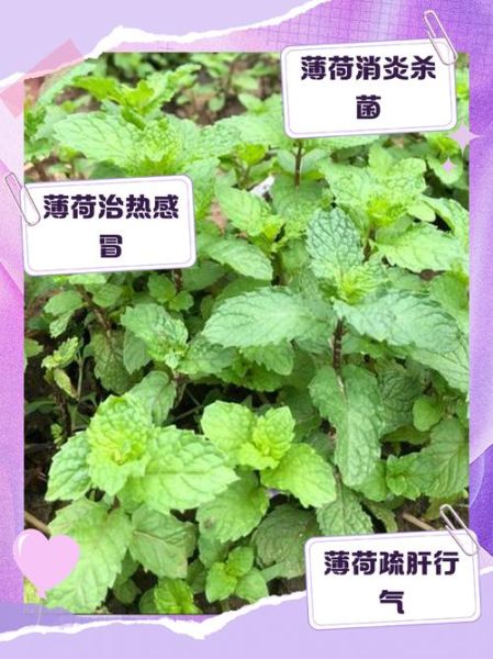 薄荷叶的功效与作用及禁忌_薄荷叶泡水喝的禁忌-第2张图片-山城妙识 薄荷叶的功效与作用及禁忌_薄荷叶泡水喝的禁忌-第2张图片-山城妙识