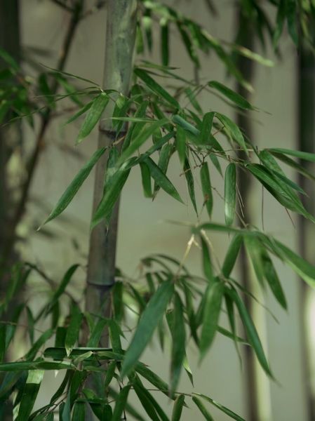 竹叶图片怎么拍_竹叶高清壁纸哪里找-第1张图片-山城妙识