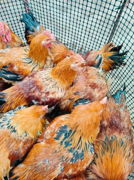 野山鸡多少钱一只_野山鸡和土鸡区别-第3张图片-山城妙识