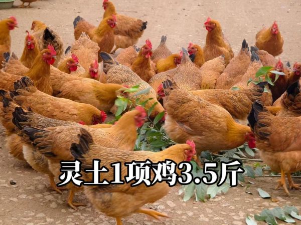 野山鸡多少钱一只_野山鸡和土鸡区别-第2张图片-山城妙识