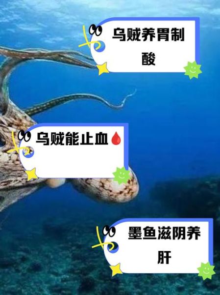 乌贼鱼的功效与作用_乌贼鱼怎么吃最营养-第1张图片-山城妙识 乌贼鱼的功效与作用_乌贼鱼怎么吃最营养-第1张图片-山城妙识