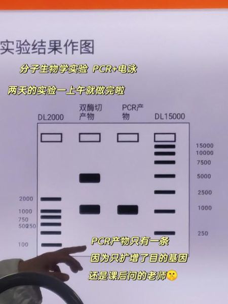 琼脂糖凝胶电泳图怎么看_DNA条带异常原因-第1张图片-山城妙识