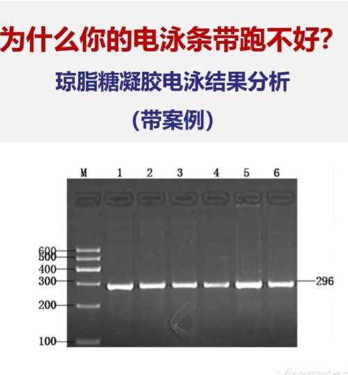 琼脂糖凝胶电泳图怎么看_DNA条带异常原因-第3张图片-山城妙识