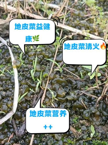 地皮菜不能和什么一起吃_地皮菜哪些人不能吃-第1张图片-山城妙识 地皮菜不能和什么一起吃_地皮菜哪些人不能吃-第1张图片-山城妙识