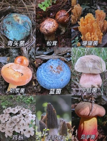 蘑菇种类大全_如何辨别可食用蘑菇-第1张图片-山城妙识 蘑菇种类大全_如何辨别可食用蘑菇-第1张图片-山城妙识