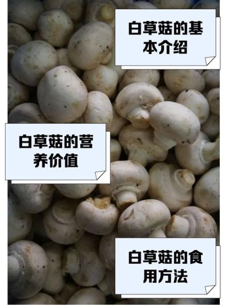 草菇种植技术_草菇怎么种产量高-第2张图片-山城妙识 草菇种植技术_草菇怎么种产量高-第2张图片-山城妙识