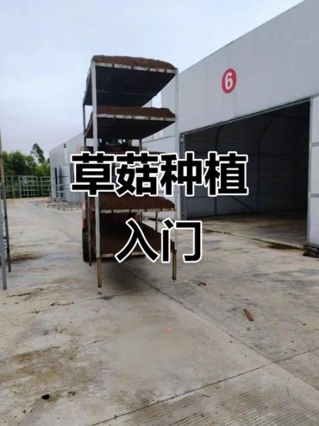 草菇种植技术_草菇怎么种产量高-第3张图片-山城妙识 草菇种植技术_草菇怎么种产量高-第3张图片-山城妙识