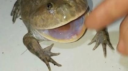 食人蛙真的吃人吗_食人蛙有毒吗-第2张图片-山城妙识 食人蛙真的吃人吗_食人蛙有毒吗-第2张图片-山城妙识