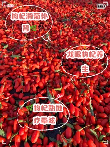 枸杞壮阳一天吃几粒_怎么吃效果最好-第1张图片-山城妙识 枸杞壮阳一天吃几粒_怎么吃效果最好-第1张图片-山城妙识