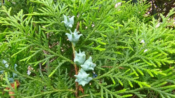 侧柏树图片_侧柏树怎么养护-第1张图片-山城妙识 侧柏树图片_侧柏树怎么养护-第1张图片-山城妙识