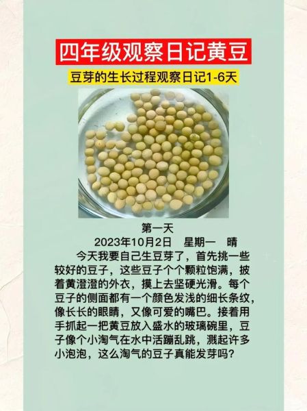 豆芽几天能发芽_怎么让豆芽长得快-第3张图片-山城妙识 豆芽几天能发芽_怎么让豆芽长得快-第3张图片-山城妙识