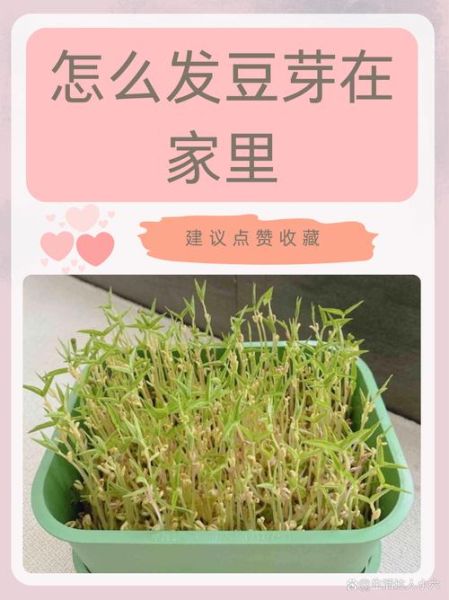 豆芽几天能发芽_怎么让豆芽长得快-第2张图片-山城妙识 豆芽几天能发芽_怎么让豆芽长得快-第2张图片-山城妙识