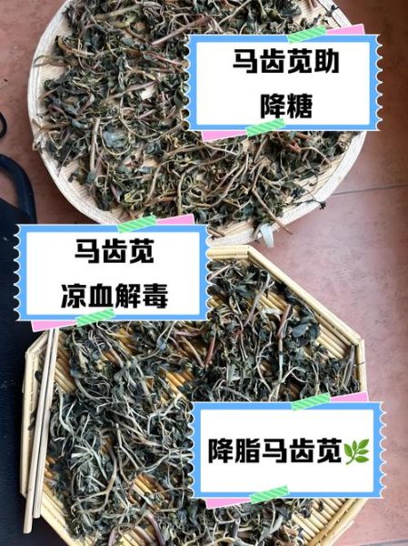 干马齿苋怎么做好吃_干马齿苋的做法大全-第2张图片-山城妙识