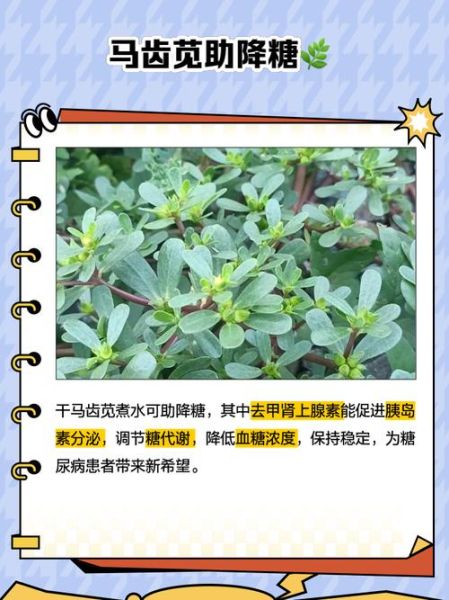 干马齿苋怎么做好吃_干马齿苋的做法大全-第3张图片-山城妙识