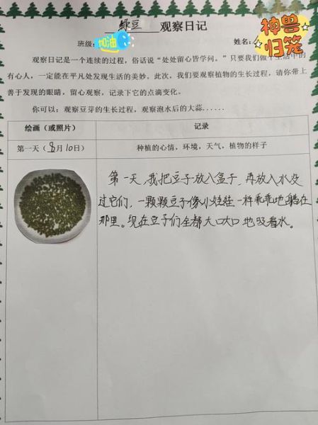 豆芽七天怎么观察_豆芽生长日记怎么写-第3张图片-山城妙识
