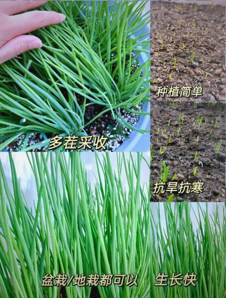 细香葱怎么种_细香葱和香葱区别-第1张图片-山城妙识
