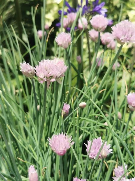 细香葱怎么种_细香葱和香葱区别-第3张图片-山城妙识