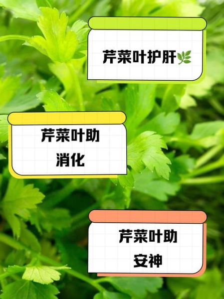 芹菜叶的功效与禁忌_什么人不能吃-第2张图片-山城妙识