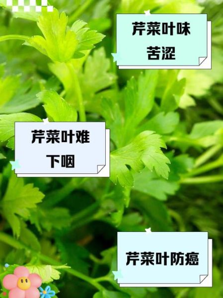 芹菜叶的功效与禁忌_什么人不能吃-第3张图片-山城妙识