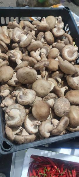 香菇价格行情_今日多少钱一斤-第2张图片-山城妙识