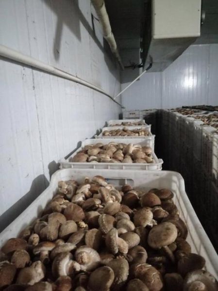 香菇价格行情_今日多少钱一斤-第3张图片-山城妙识