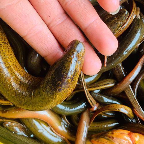 黄鳝是烫死好还是杀死好_家庭处理技巧-第1张图片-山城妙识