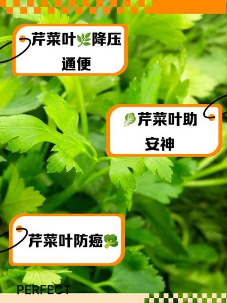芹菜叶的功效与作用及禁忌_什么人不能吃-第3张图片-山城妙识 芹菜叶的功效与作用及禁忌_什么人不能吃-第3张图片-山城妙识